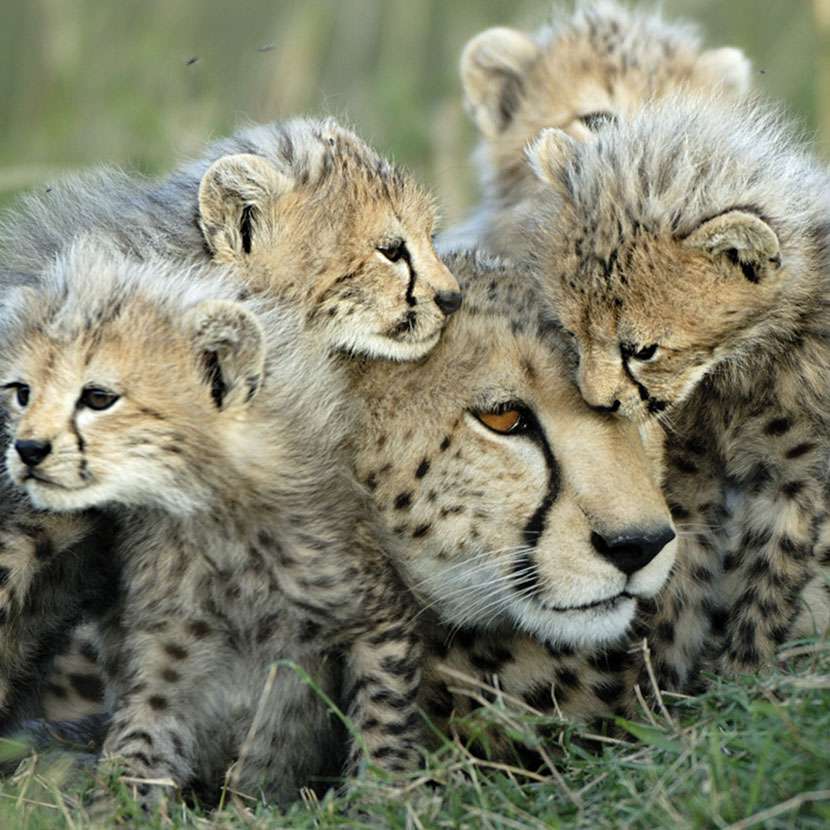 MAGICAL SAFARI - World Explorateur