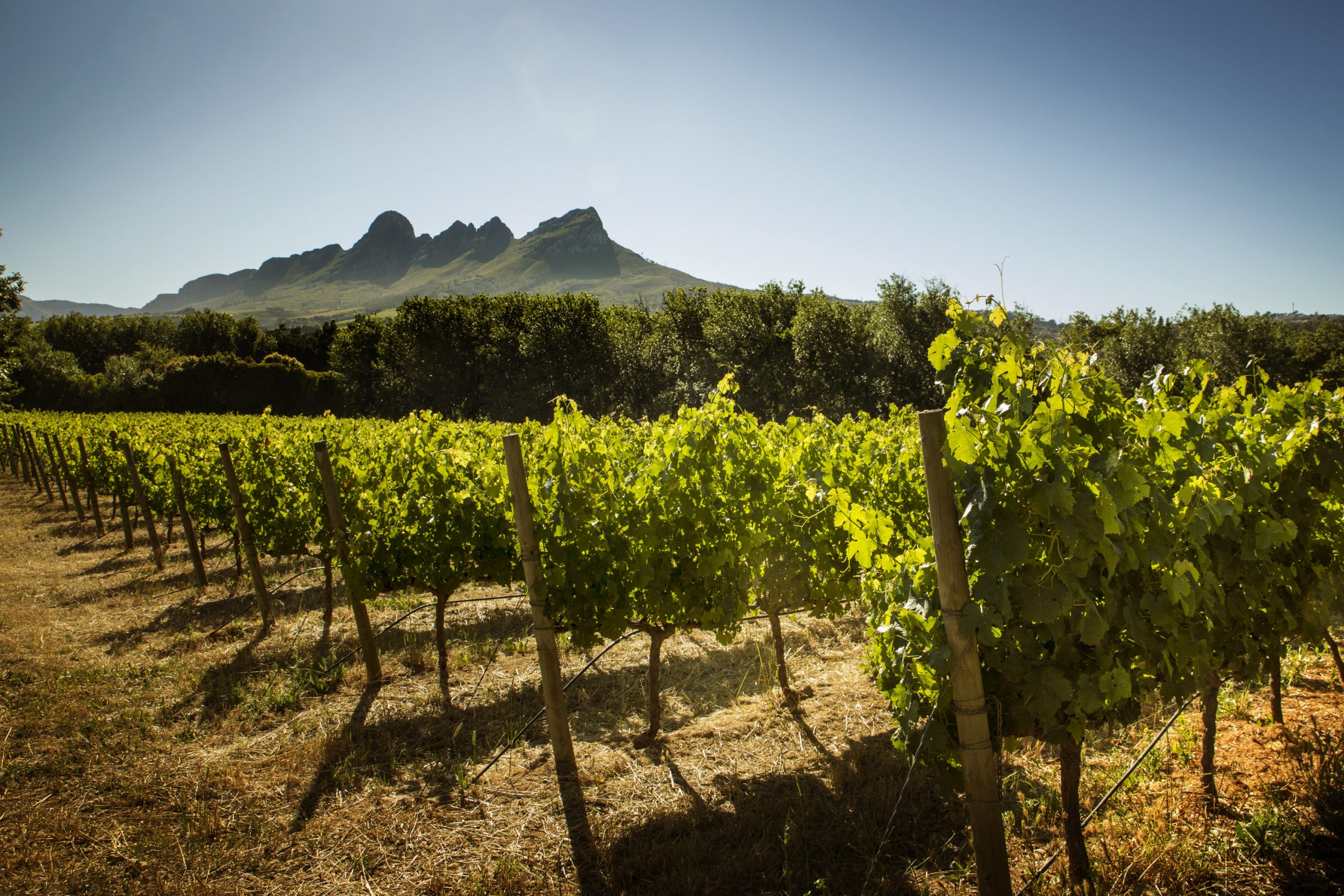 CAPE TOWN & LA ROUTE DES VINS - World Explorateur